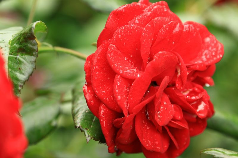Hoe werd de roos hèt symbool voor de liefde